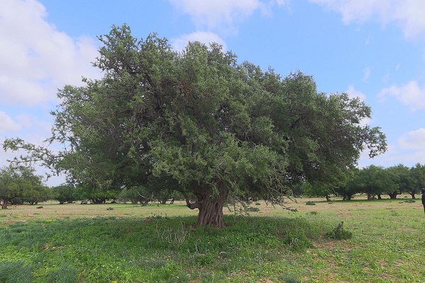 Le Maroc et l'ONU célèbrent l'arganier, un arbre symbole de résilience ...